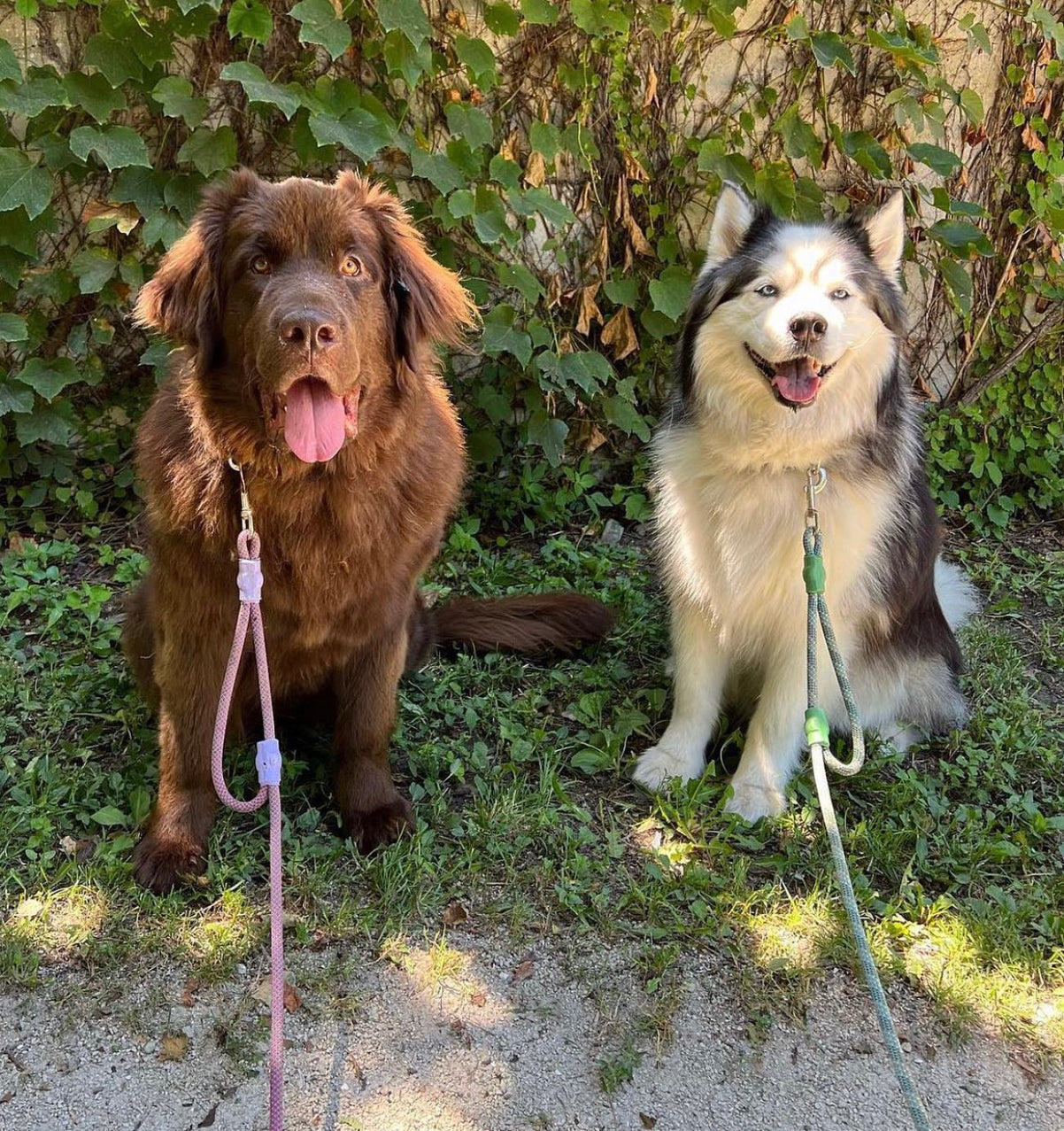 Custom Traffic Handle Dog Leash