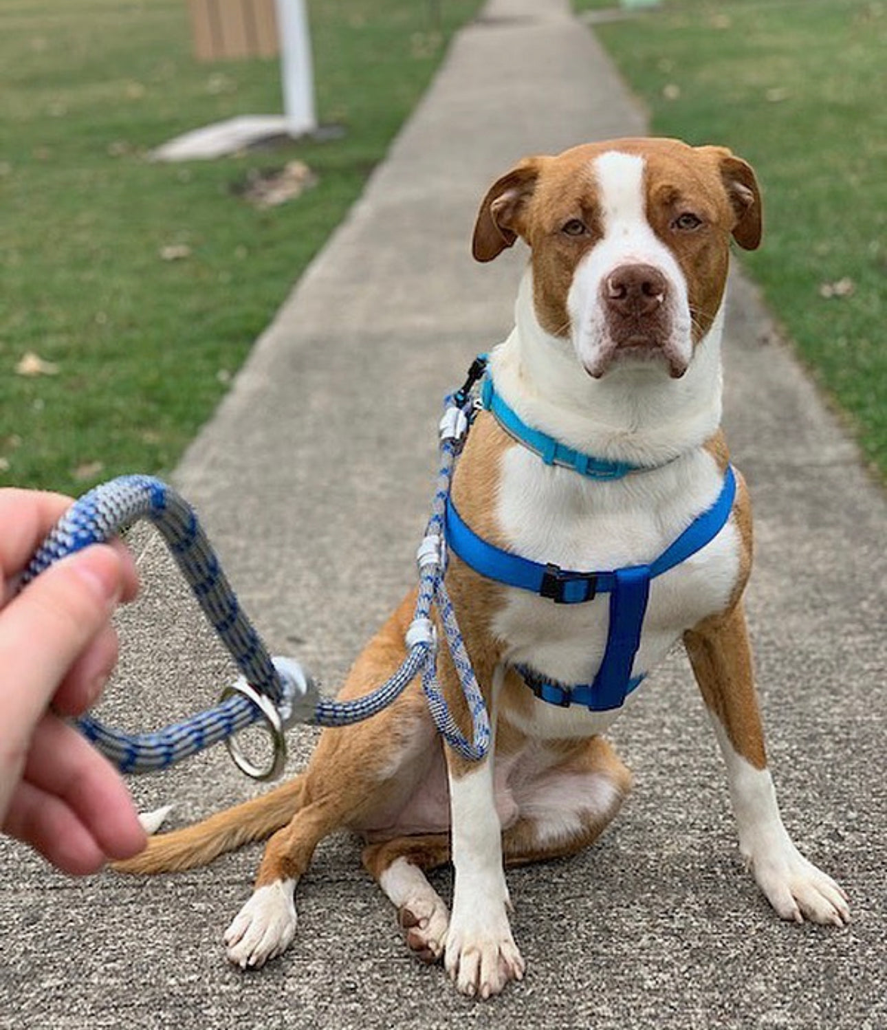 Custom Traffic Handle Dog Leash